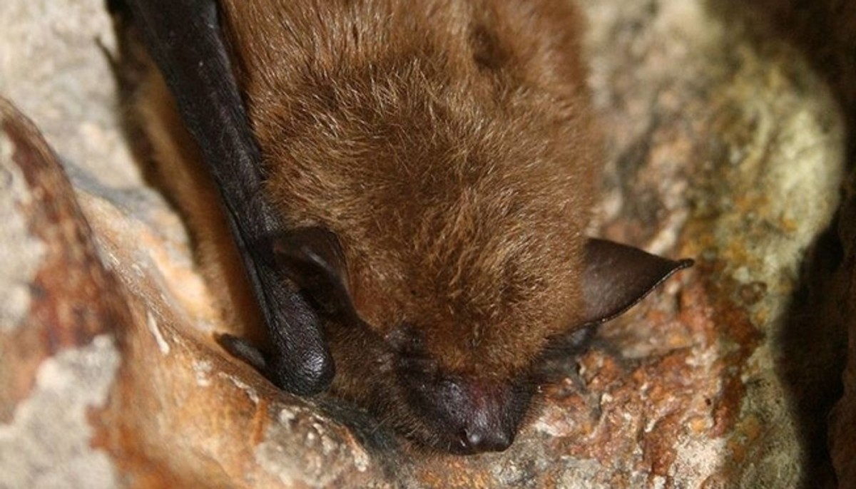NATURE AT NIGHT: BAT WALK | Travel Guides Free