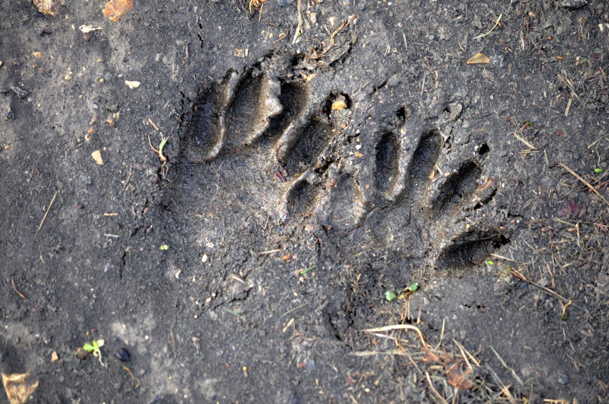 WILD ANIMAL TRACKS | Travel Guides Free